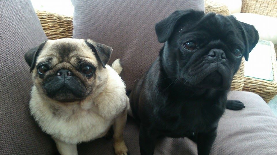 10417455_10204007749141006_3601601958022777654_n | The Pug Dog Welfare ...