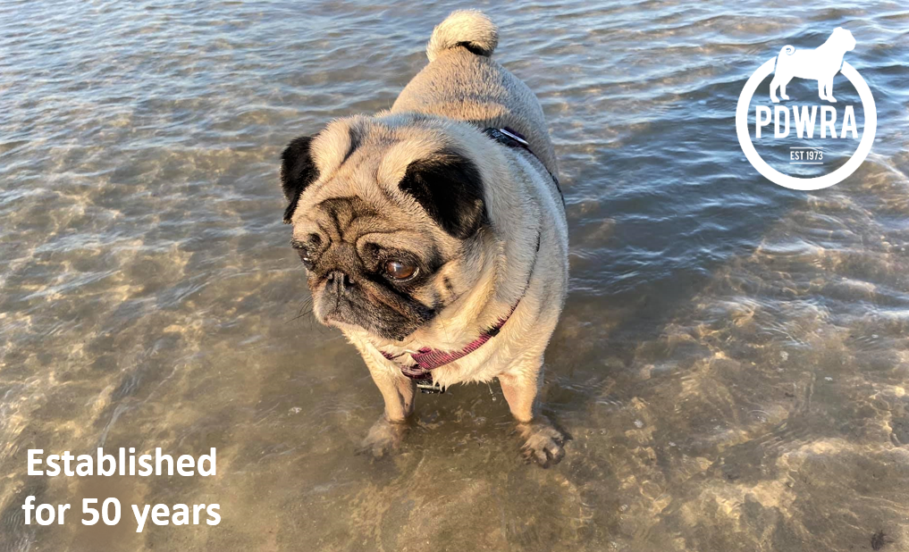 2023-02-15 About Us web | The Pug Dog Welfare & Rescue Association