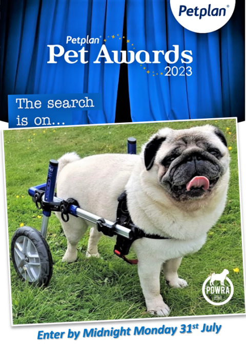 Petplan Pet Awards 2023 – Nominate Yours Now! | The Pug Dog Welfare ...