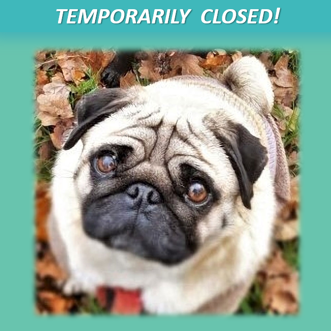 The Pug Dog Welfare & Rescue Association | 50 Years Rescuing & Rehoming ...