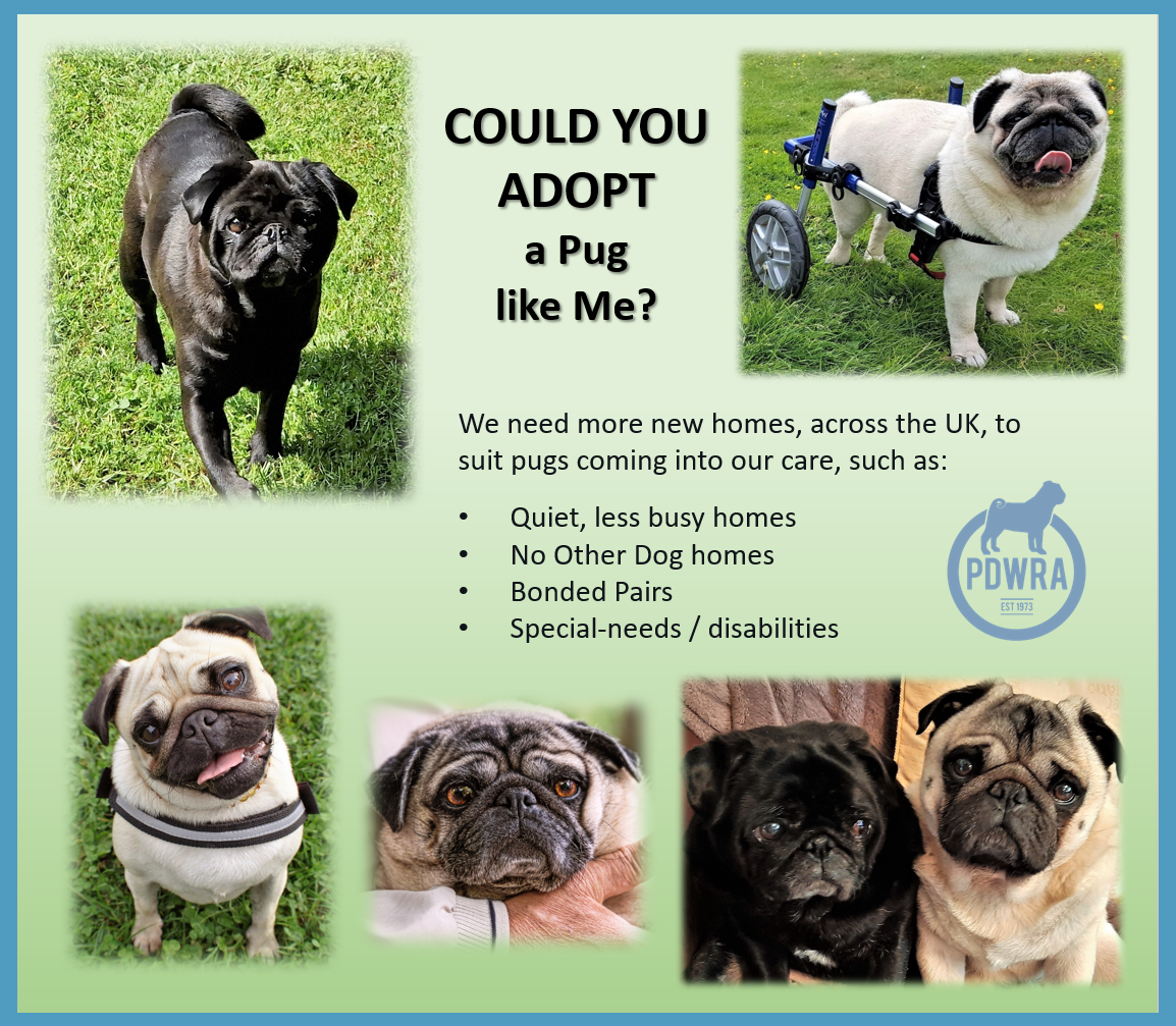 Adoption | The Pug Dog Welfare & Rescue Association