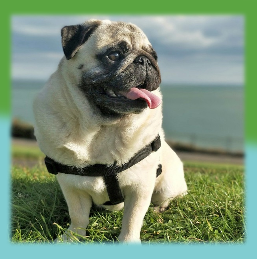 The Pug Dog Welfare & Rescue Association | 50 Years Rescuing & Rehoming ...
