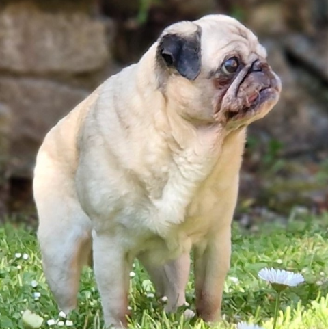The Pug Dog Welfare & Rescue Association | 50 Years Rescuing & Rehoming ...