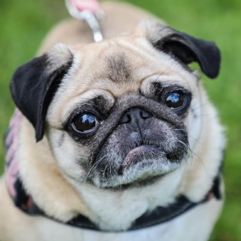 The Pug Dog Welfare & Rescue Association | 50 Years Rescuing & Rehoming ...