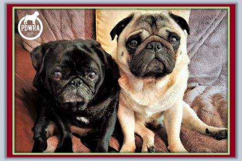 Adoption | The Pug Dog Welfare & Rescue Association