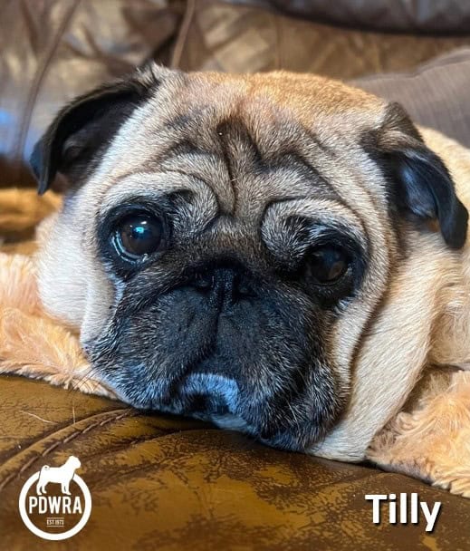 Could You Adopt Bonded Grumble, Tom, Tilly & Eddie? | The Pug Dog ...