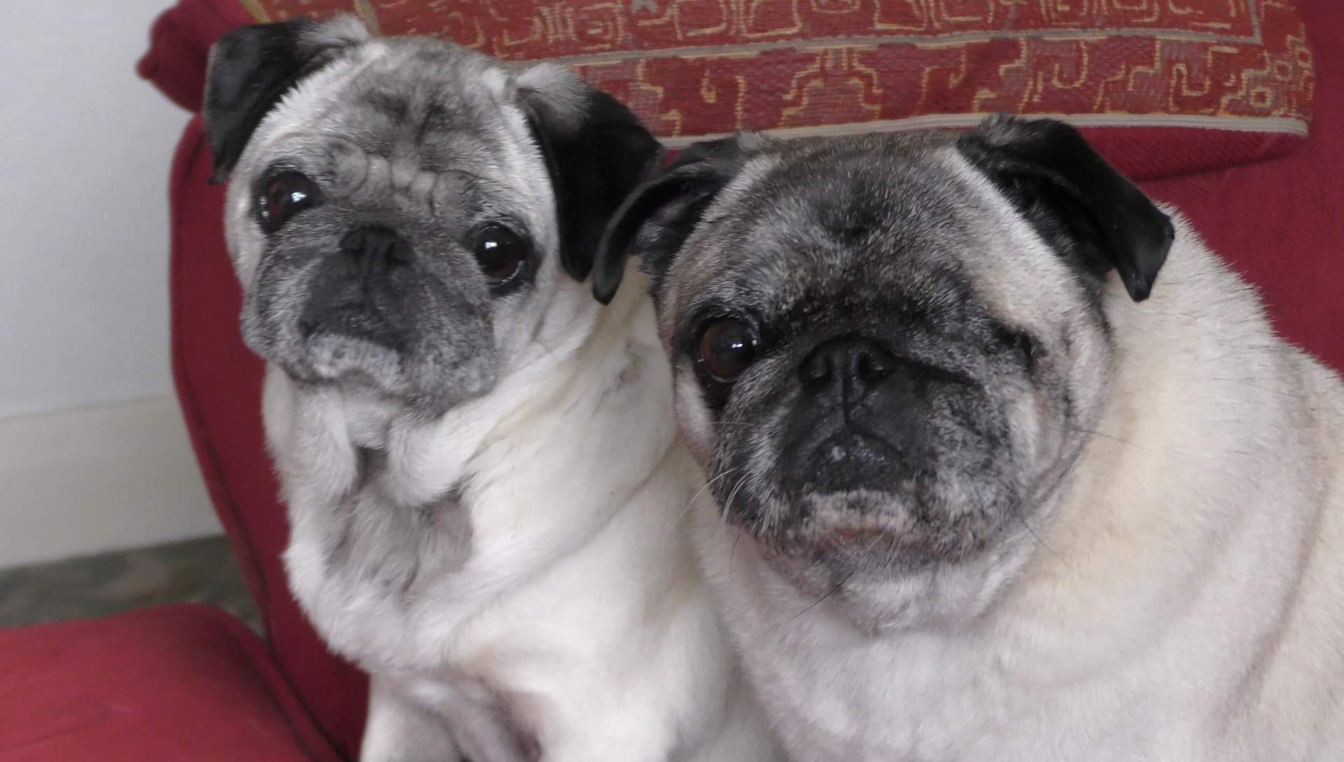 Golden Oldies | The Pug Dog Welfare & Rescue Association
