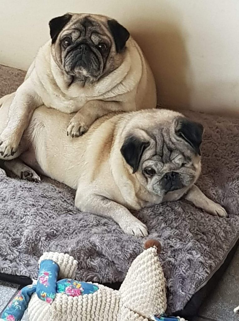 Golden Oldies | The Pug Dog Welfare & Rescue Association