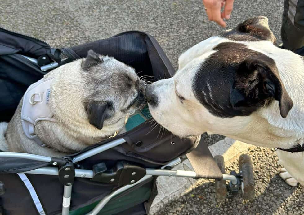 The Pug Dog Welfare & Rescue Association | Over 50 Years Rescuing ...