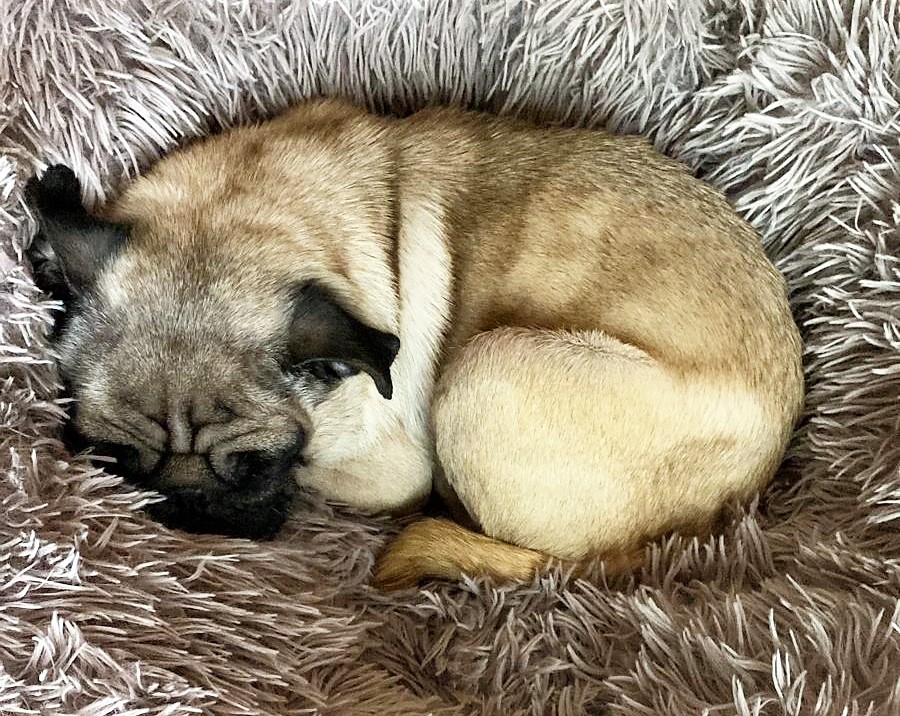 WhatsApp Image 2022-12-02 at 14.29.48 Sassy in her Nest2 | The Pug Dog ...