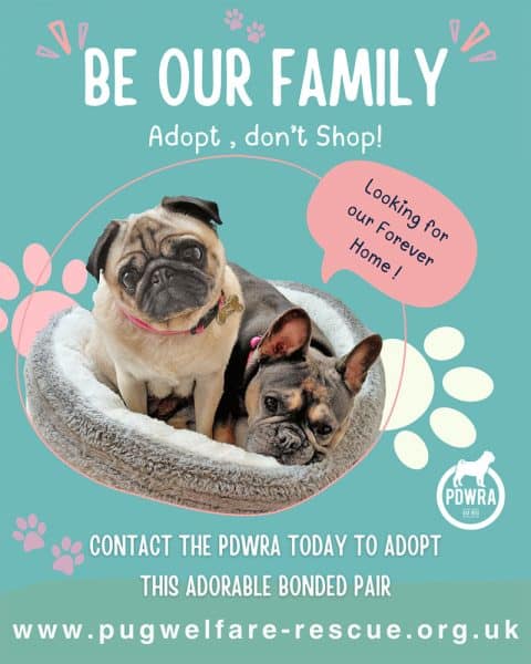 APPEAL for Molly & Tilly Who Need a Forever Home Together | The Pug Dog ...