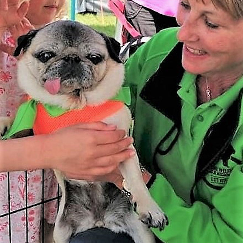 The Pug Dog Welfare & Rescue Association | Rescuing & Rehoming Pugs ...