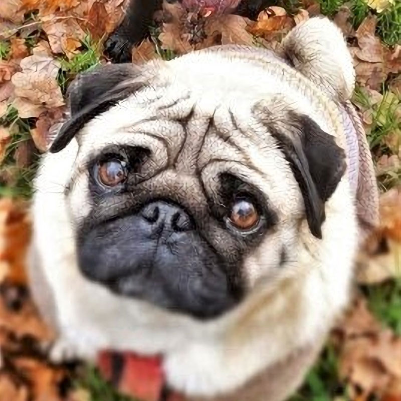 The Pug Dog Welfare & Rescue Association | 50 Years Rescuing & Rehoming ...